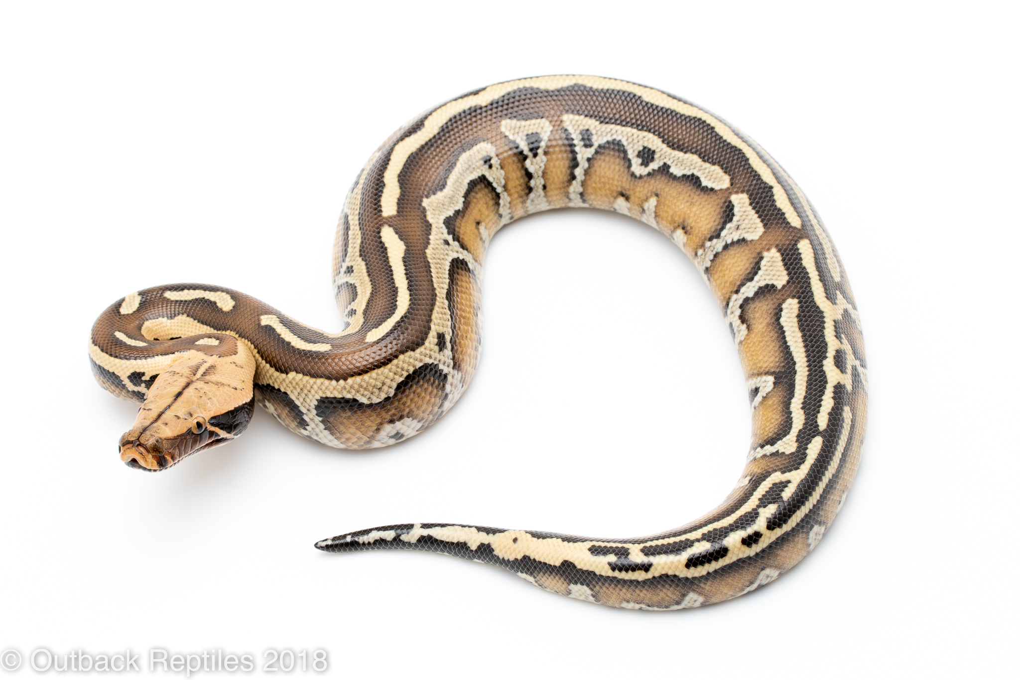 striped blood python male | Outback Reptiles striped blood python male | Outback Reptiles