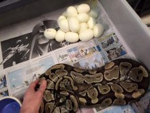 Volta Ball Pythons | Outback Reptiles