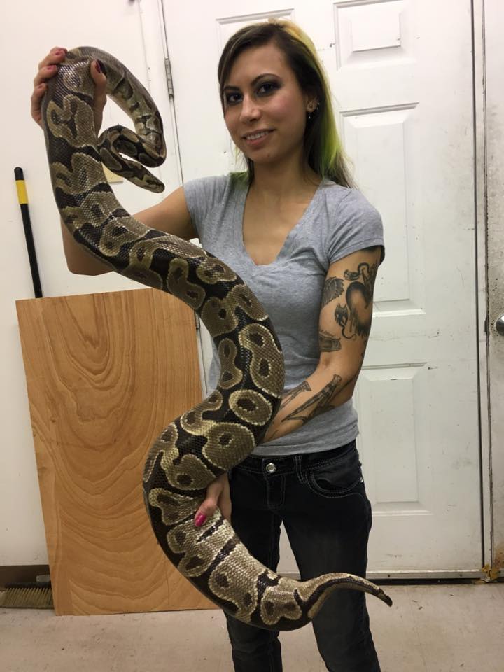 Sharon With Volta Ball Python Outback Reptiles