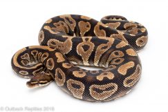 Outback Reptiles - Your Reptile One Stop Shop! | Outback Reptiles