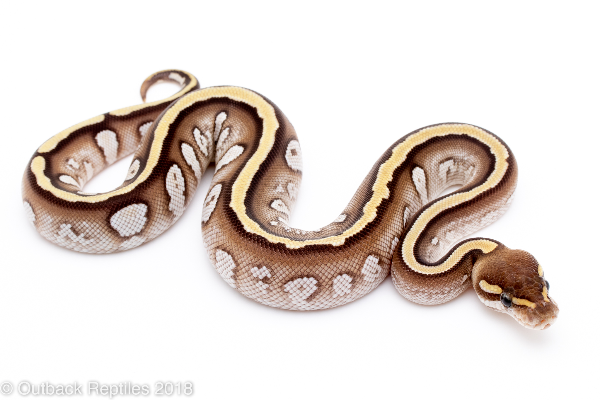 Cypress Mojave female | Outback Reptiles