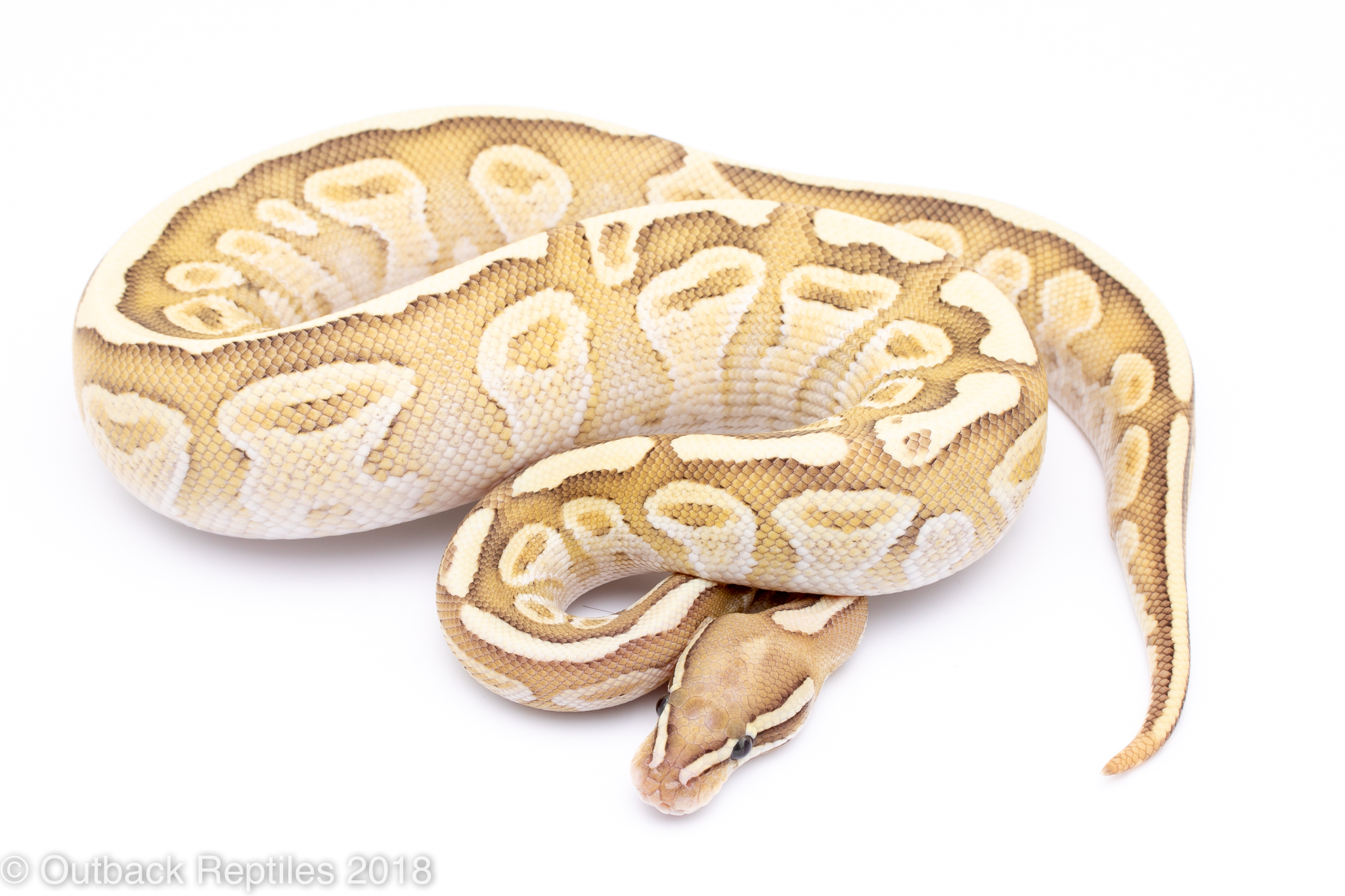 Lesser fire hety ghost female 1 | Outback Reptiles