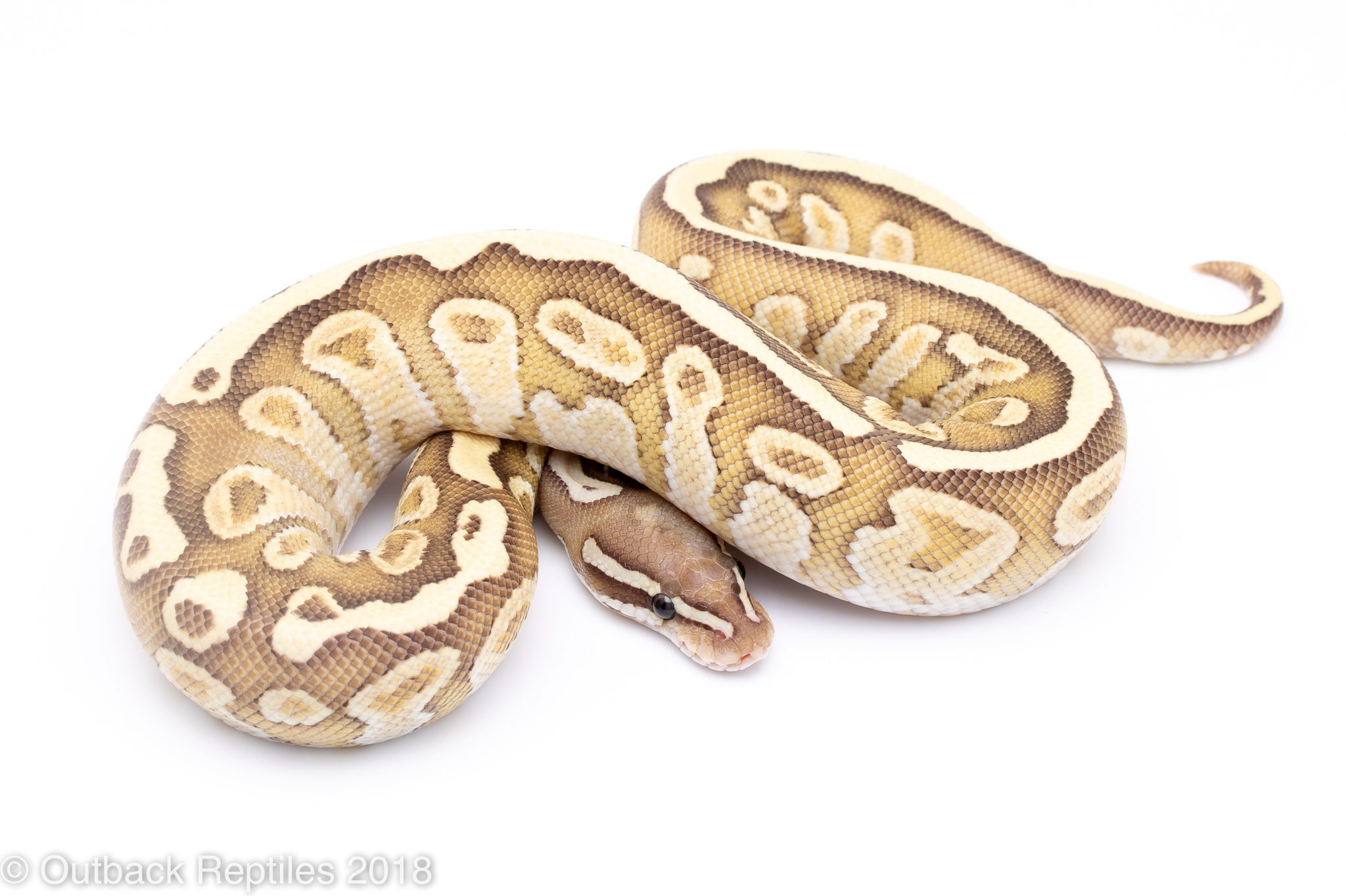 Lesser fire hety ghost female 2 | Outback Reptiles