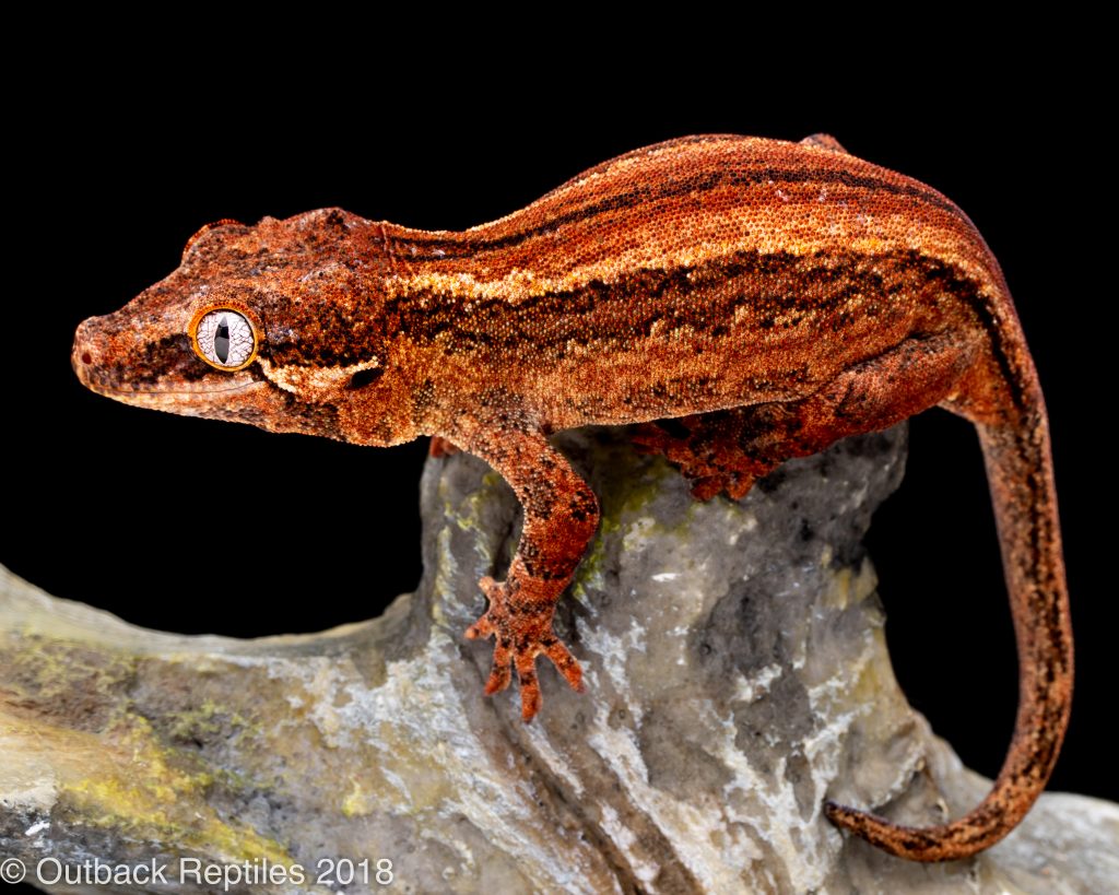 Red Gargoyle Gecko