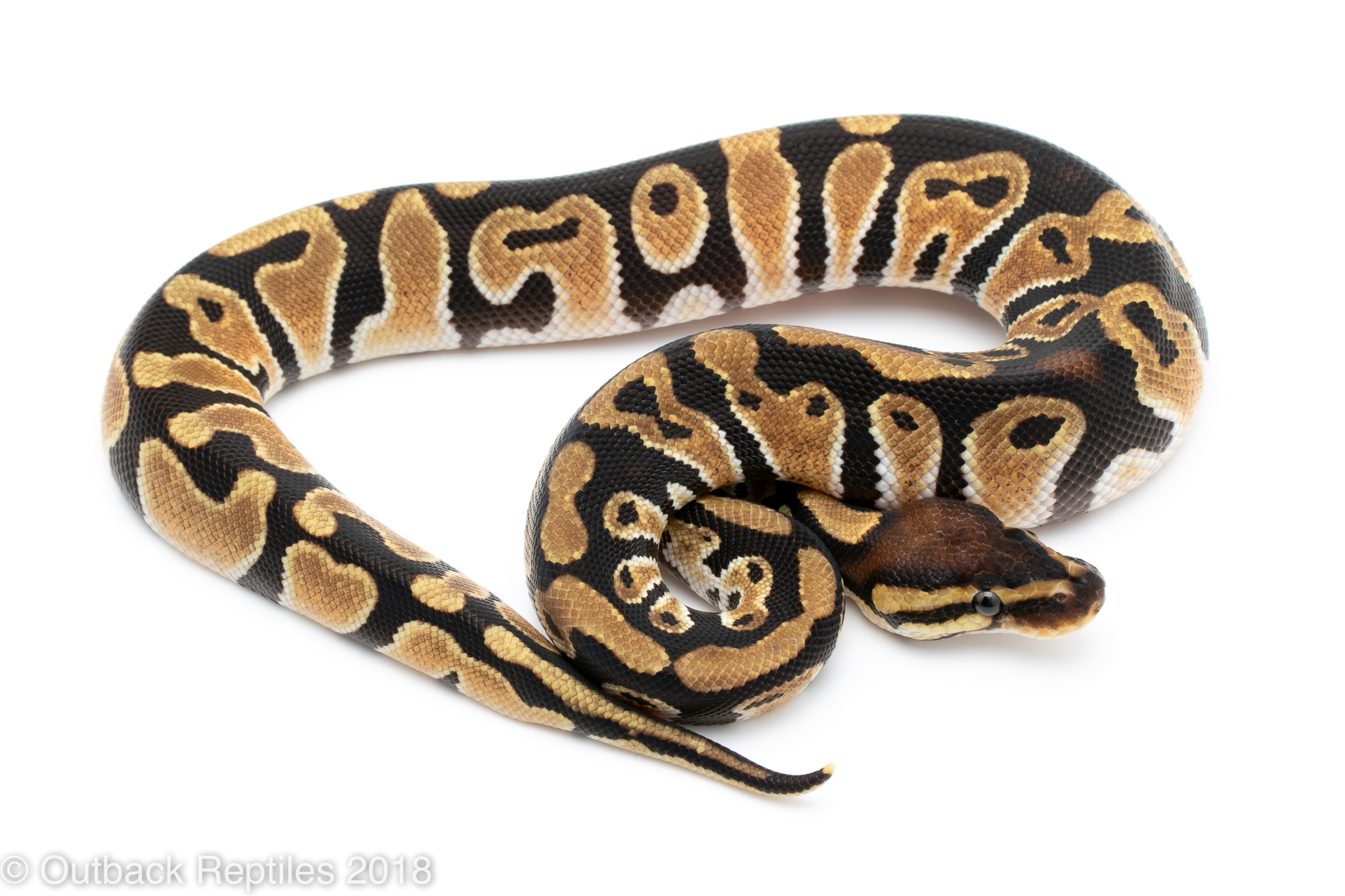 orange dream het clown male | Outback Reptiles