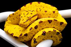 Outback Reptiles - Your Reptile One Stop Shop! | Outback Reptiles