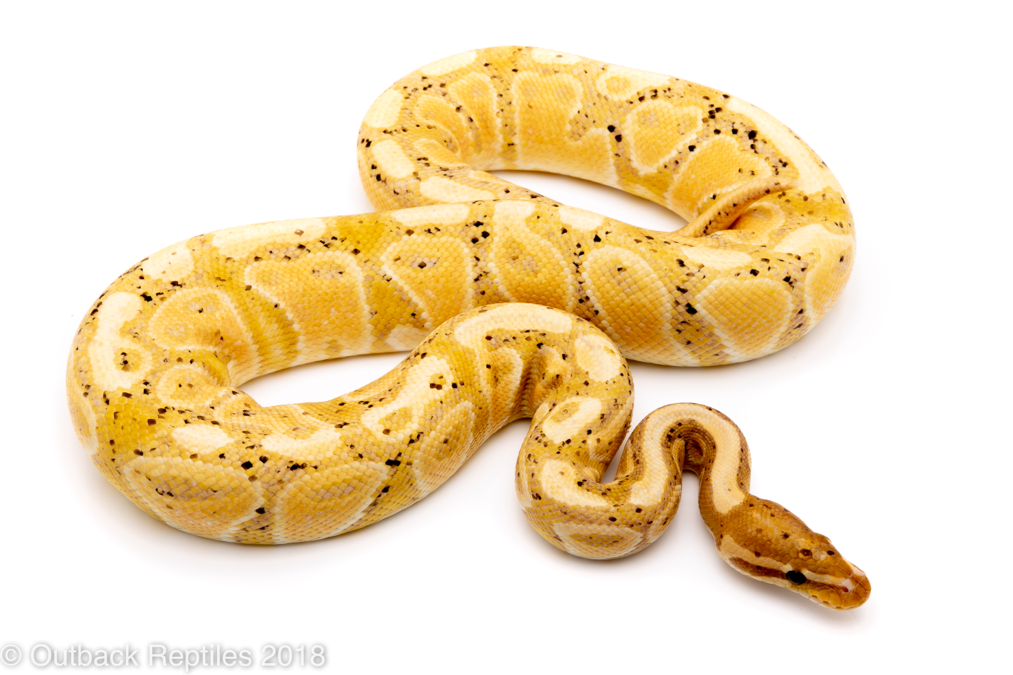 banana male 1 | Outback Reptiles