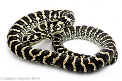 Outback Reptiles - Your Reptile One Stop Shop! | Outback Reptiles