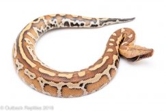 Outback Reptiles - Your Reptile One Stop Shop! | Outback Reptiles