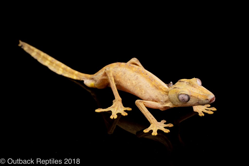 lineatus leaf tail male | Outback Reptiles