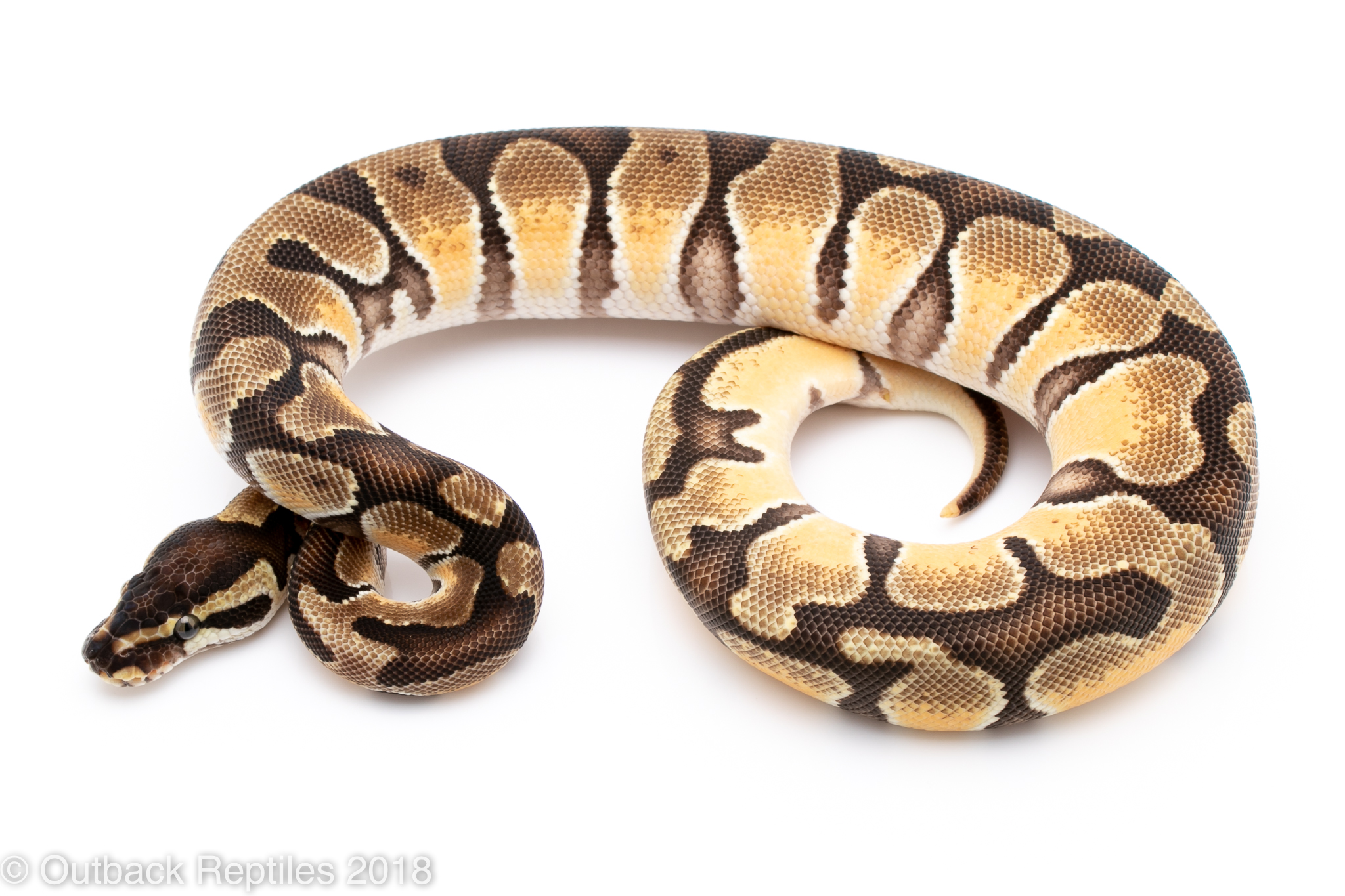 orange dream enchi | Outback Reptiles
