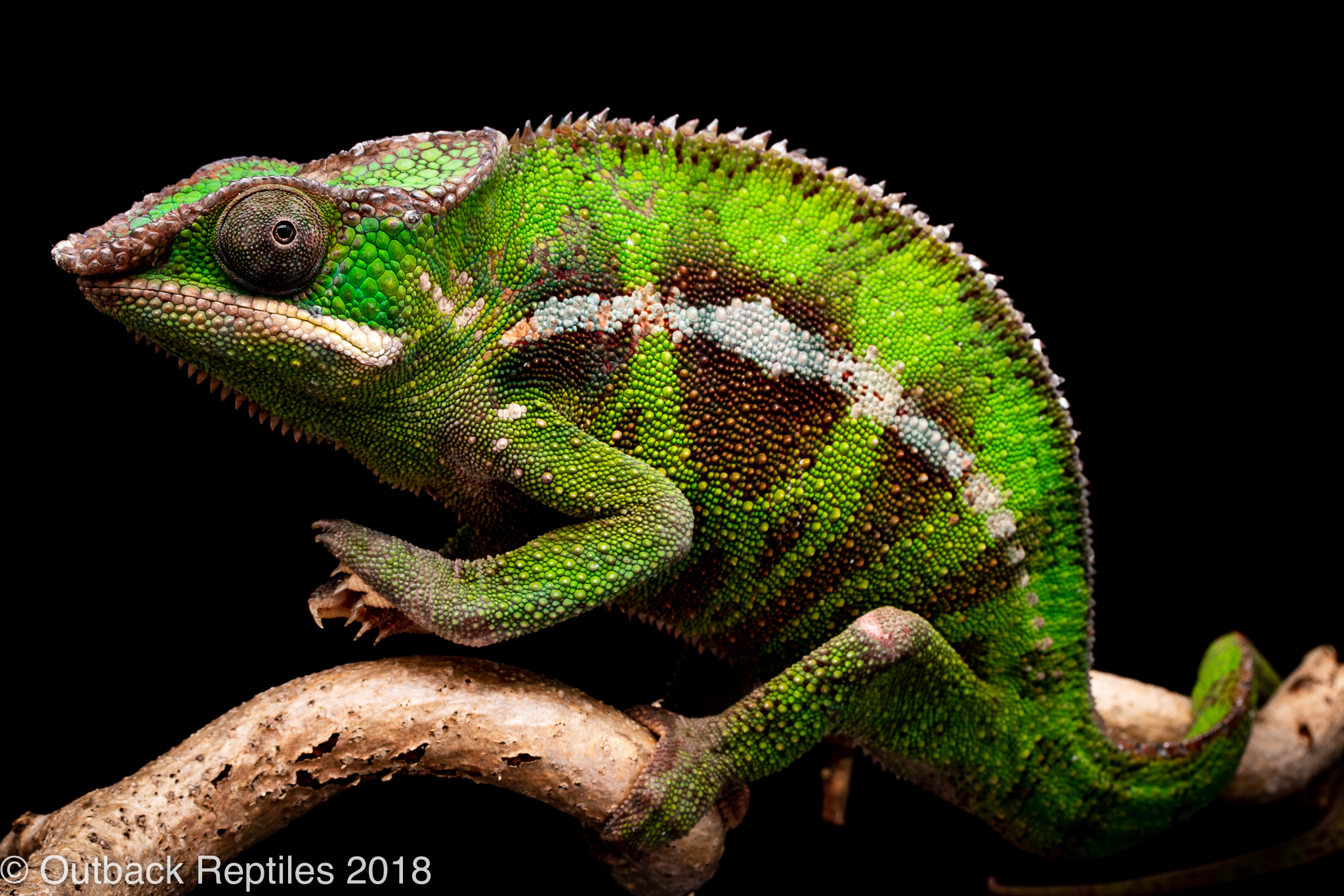 panther chameleon-2 | Outback Reptiles