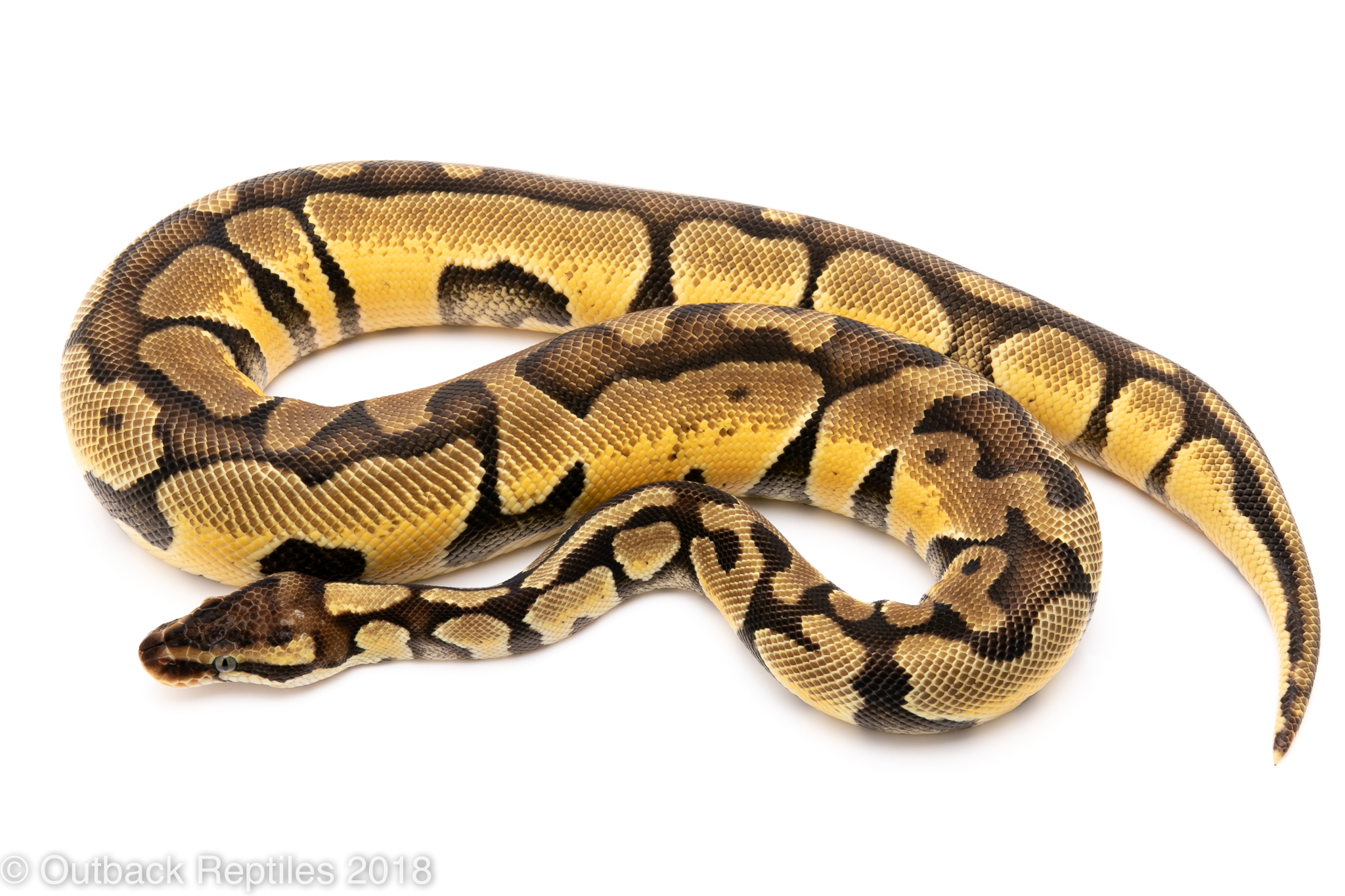 pastel enchi female | Outback Reptiles