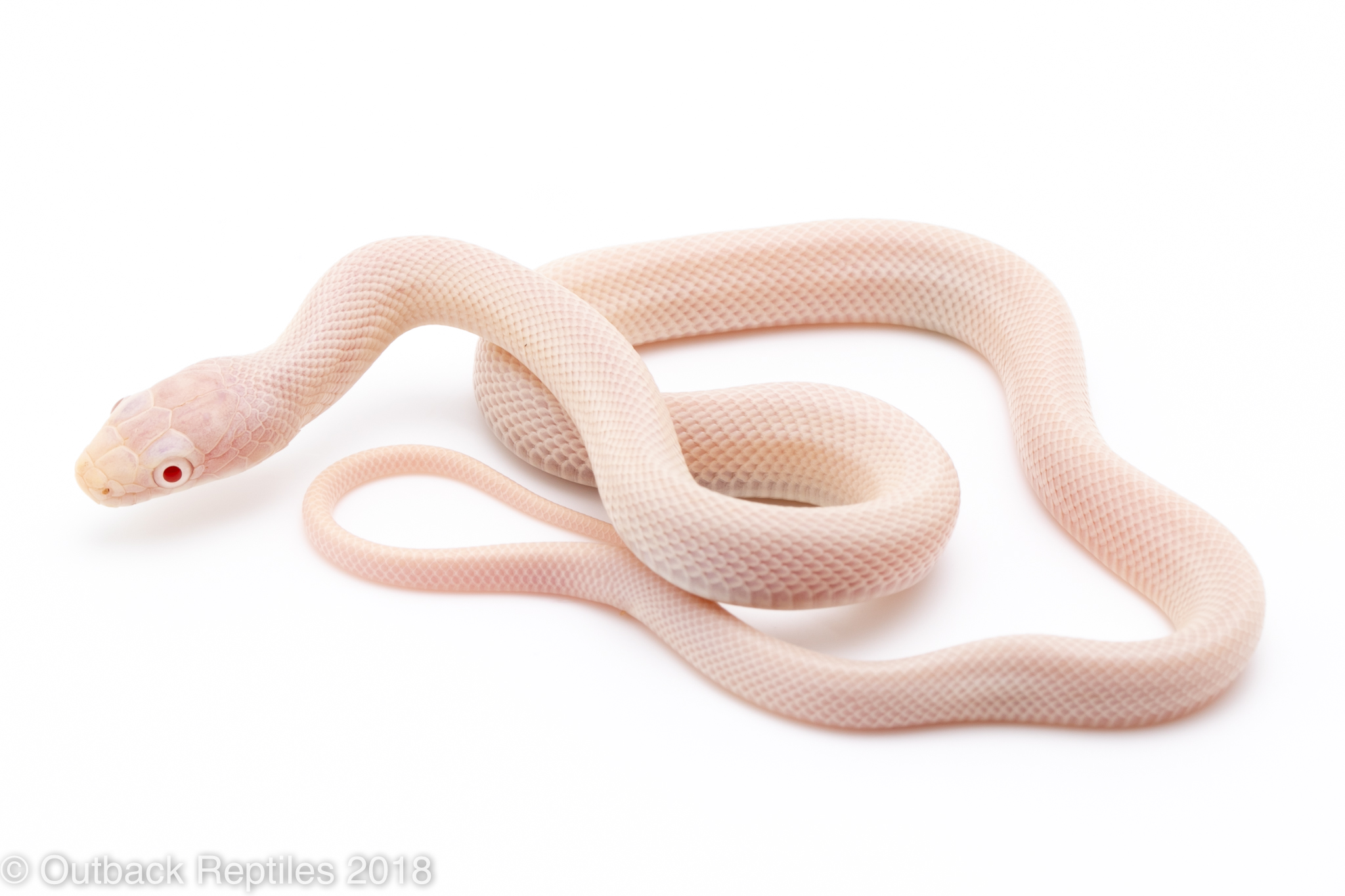 albino lucy texas ratsnake-2 | Outback Reptiles