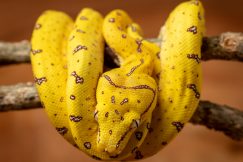 Outback Reptiles - Your Reptile One Stop Shop! | Outback Reptiles