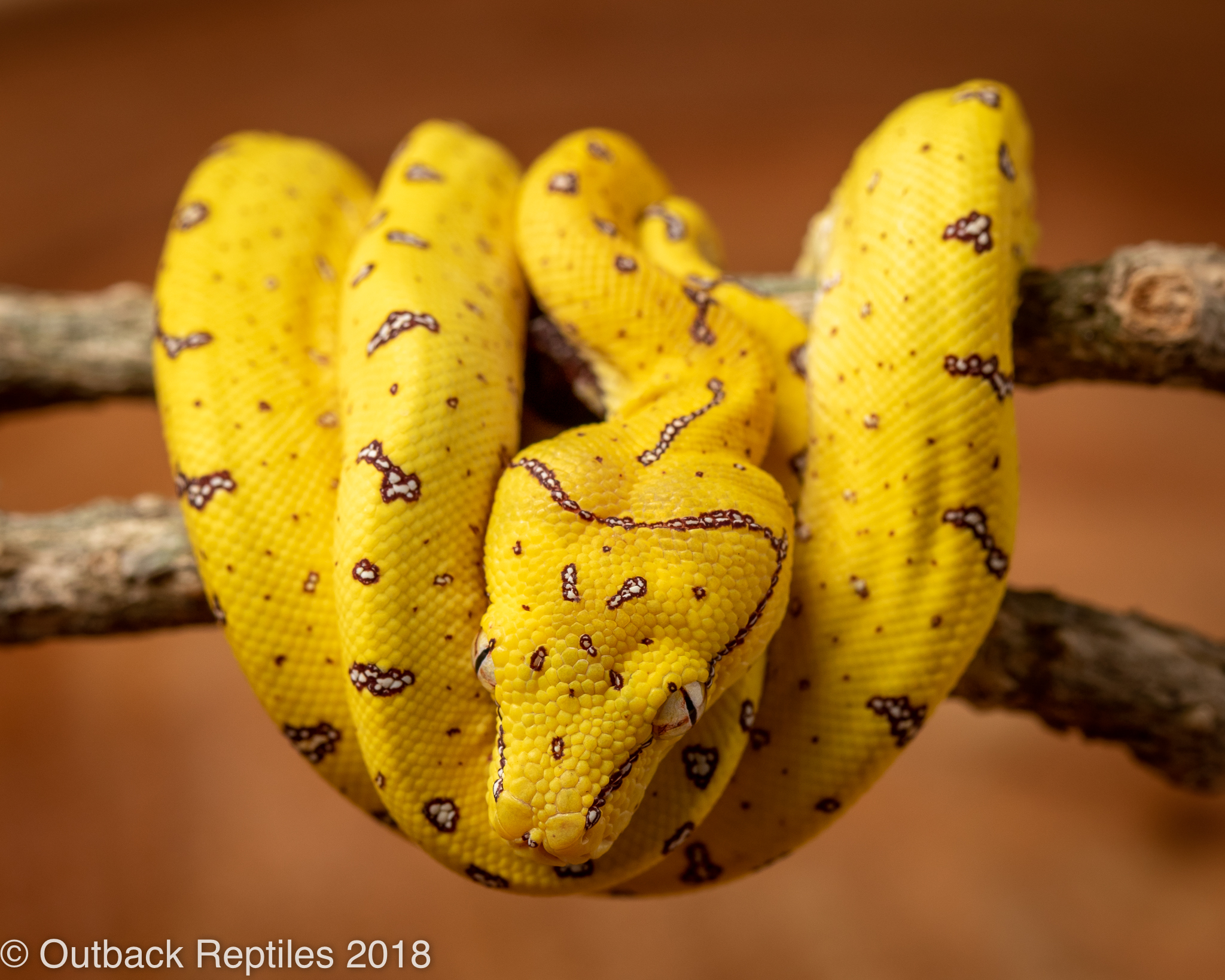 Green Tree Python Caging | Outback Reptiles