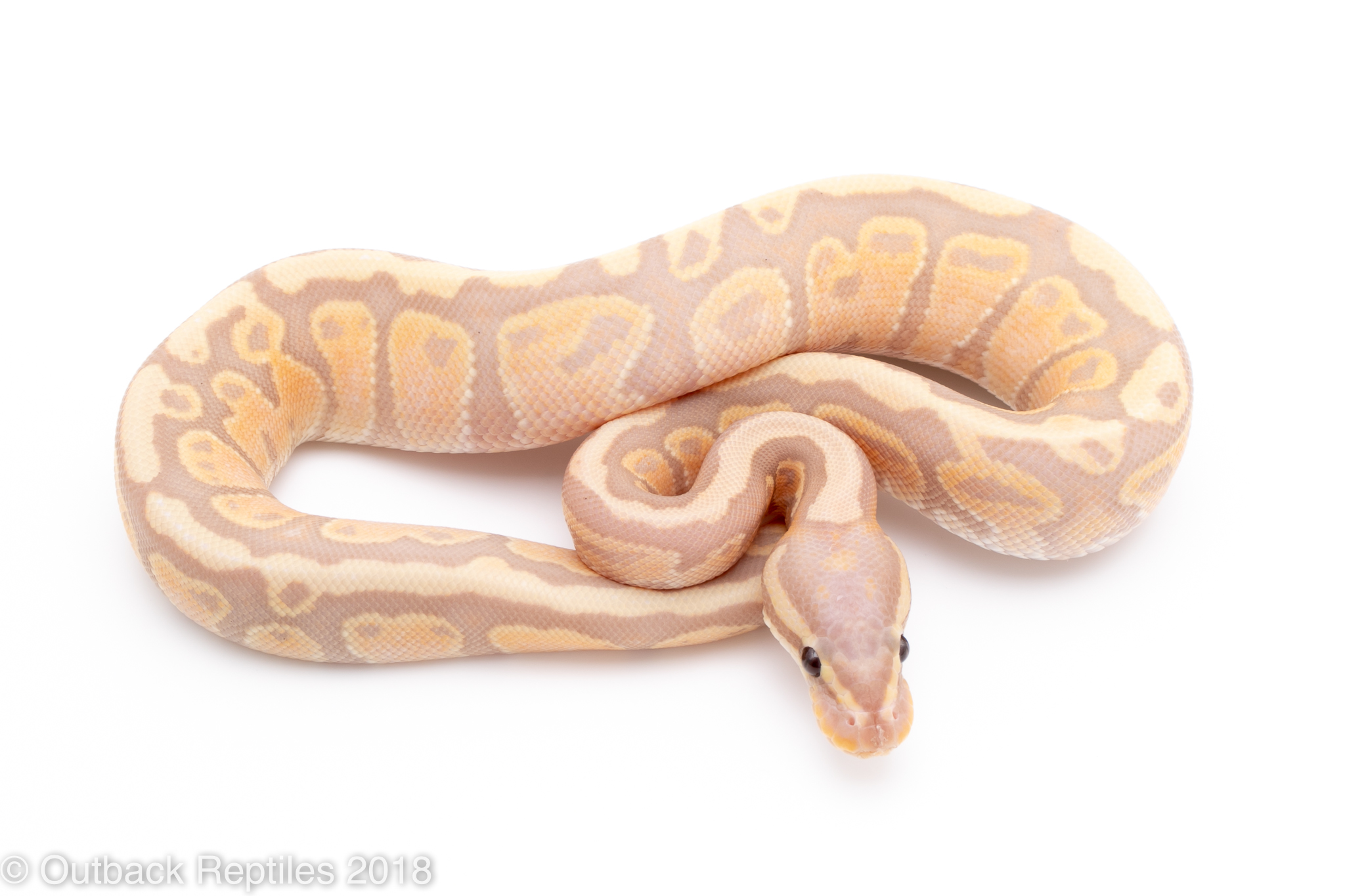 banana fire female | Outback Reptiles