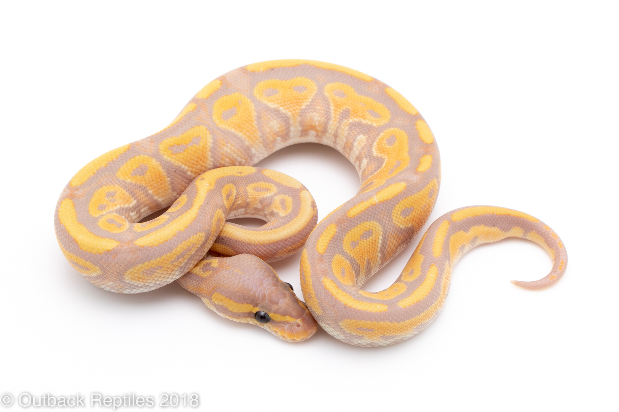 banana mocha male | Outback Reptiles