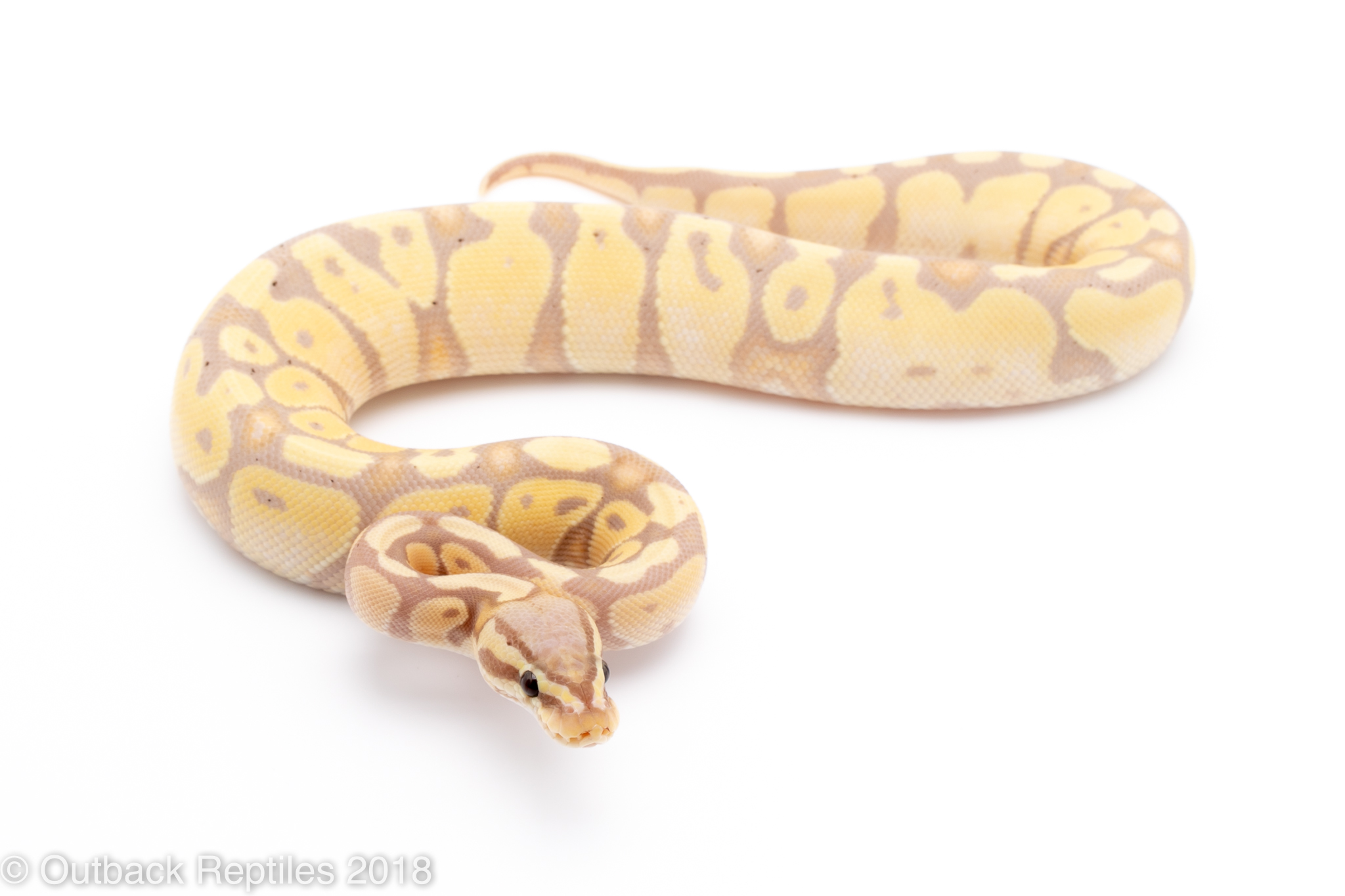 banana pastel female | Outback Reptiles