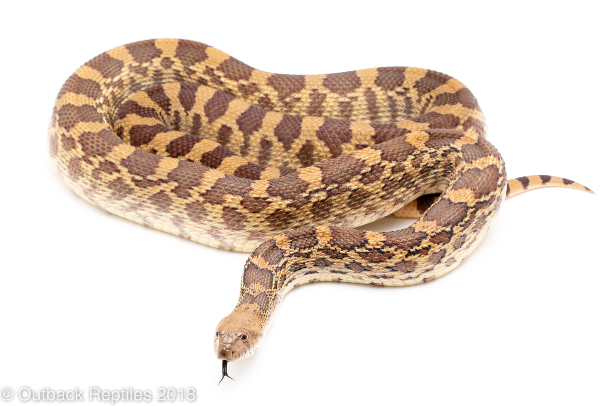 bull snake female | Outback Reptiles