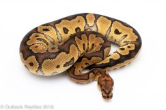 Outback Reptiles - Your Reptile One Stop Shop! | Outback Reptiles