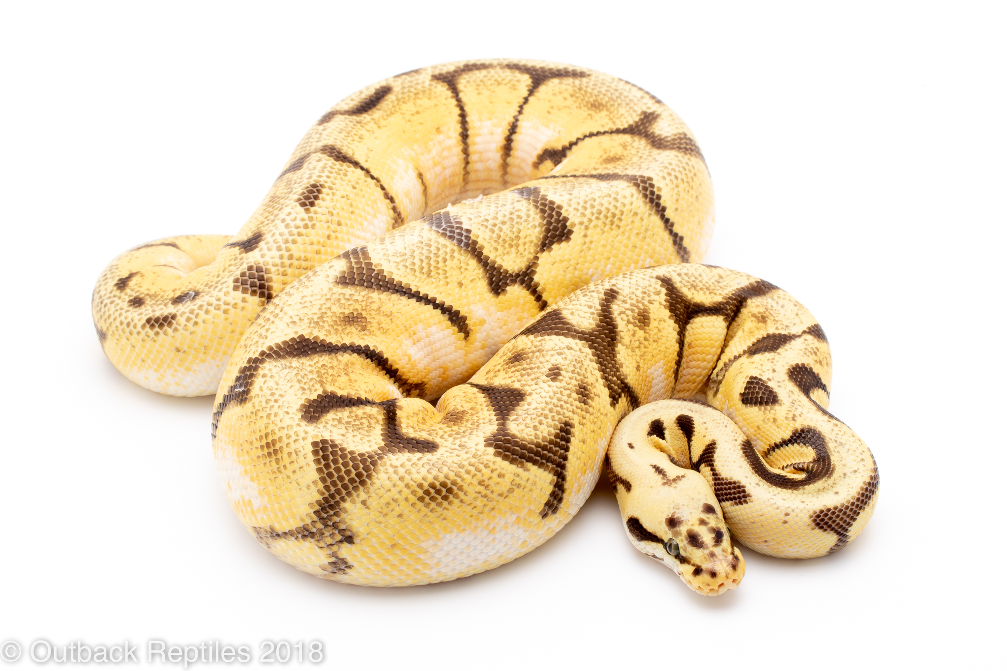 enchi bee | Outback Reptiles