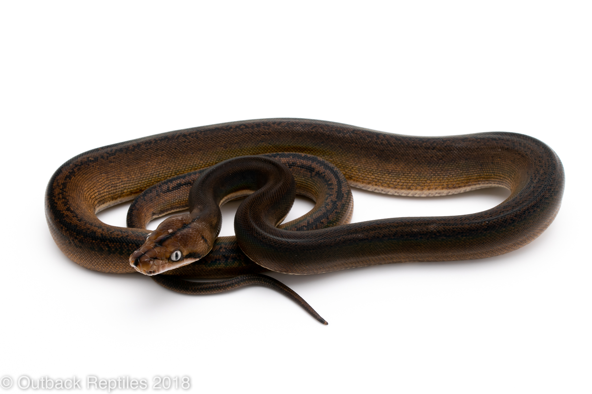 goldenchild male | Outback Reptiles