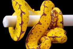 Outback Reptiles - Your Reptile One Stop Shop! | Outback Reptiles