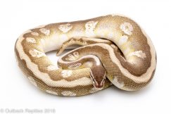 Outback Reptiles - Your Reptile One Stop Shop! | Outback Reptiles