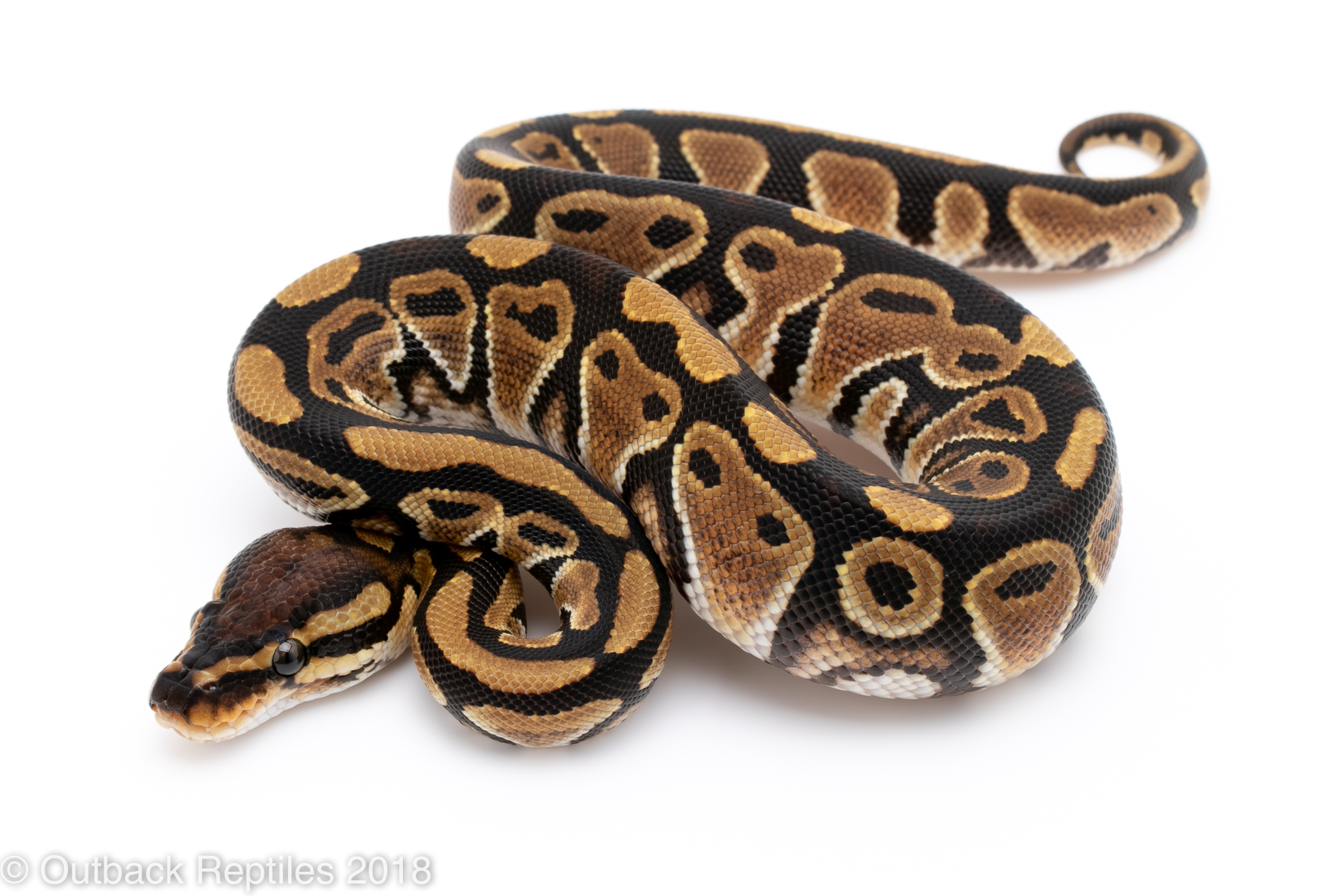 triple het clown ghost gstripe | Outback Reptiles