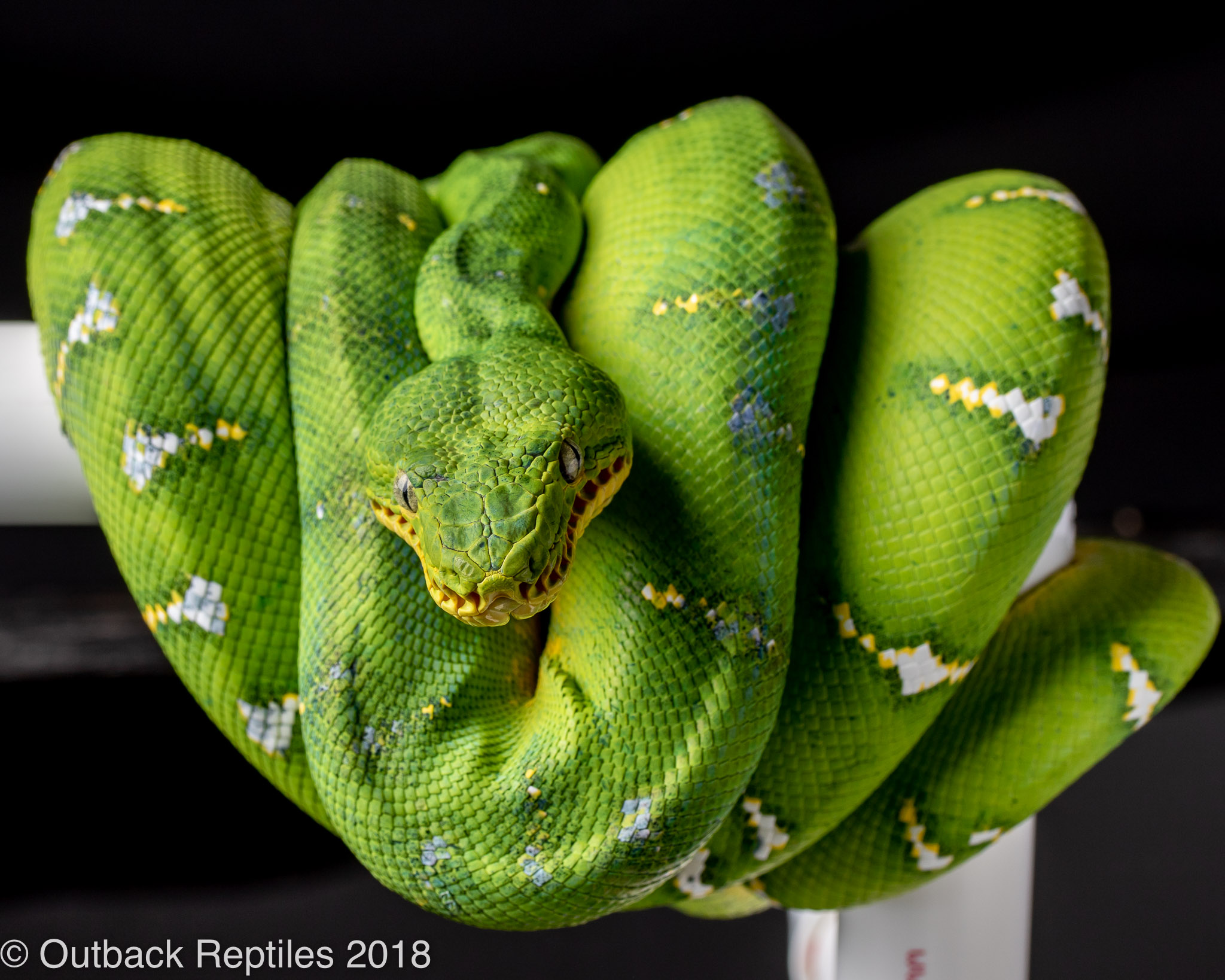 Emerald – LTC female | Outback Reptiles