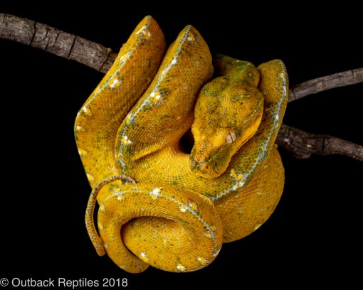 Green Tree Python Caging | Outback Reptiles