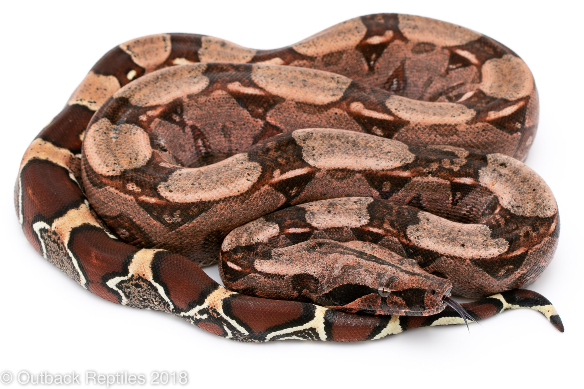 Pink suriname boa | Outback Reptiles