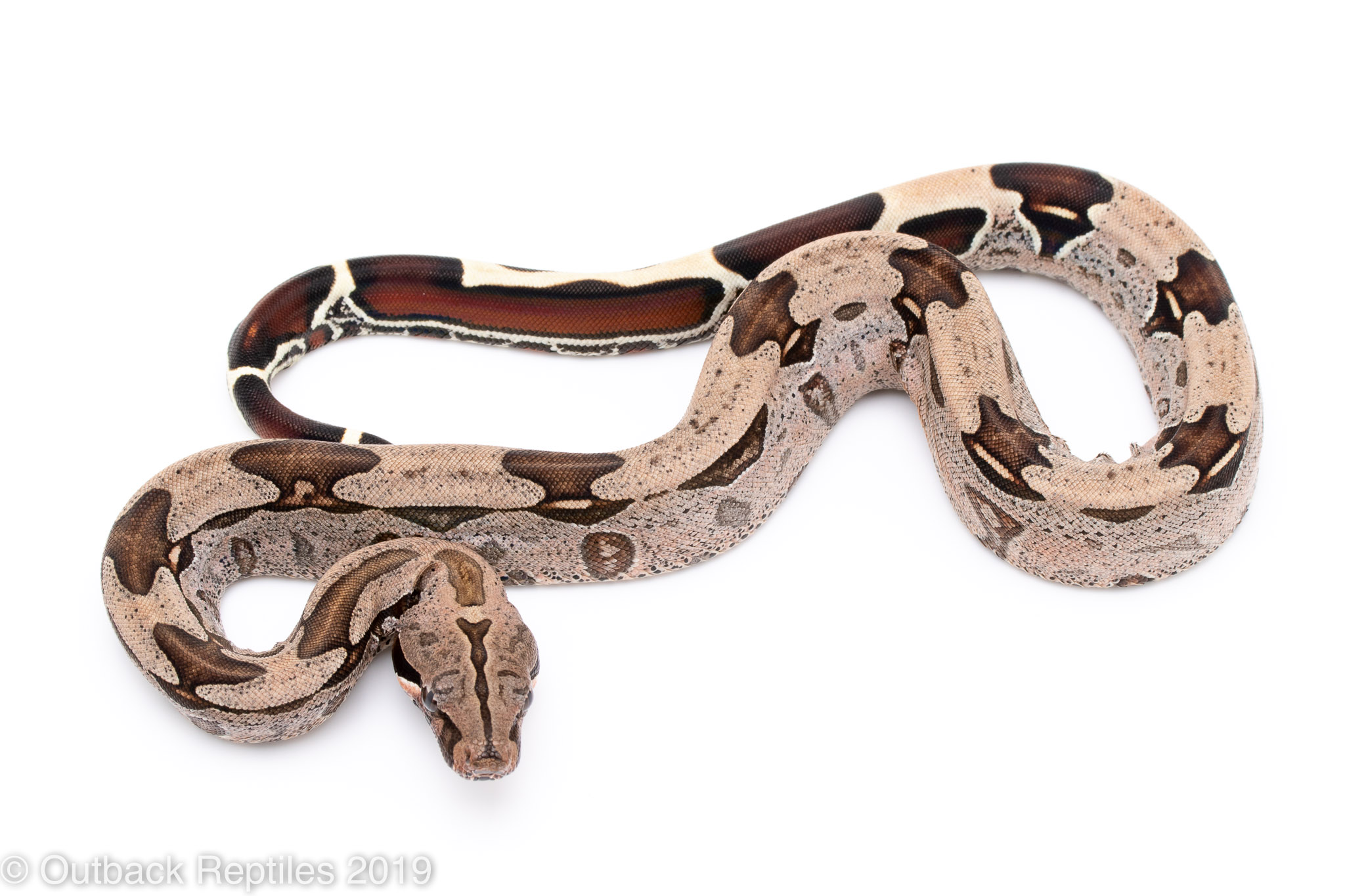 Suriname 20 | Outback Reptiles