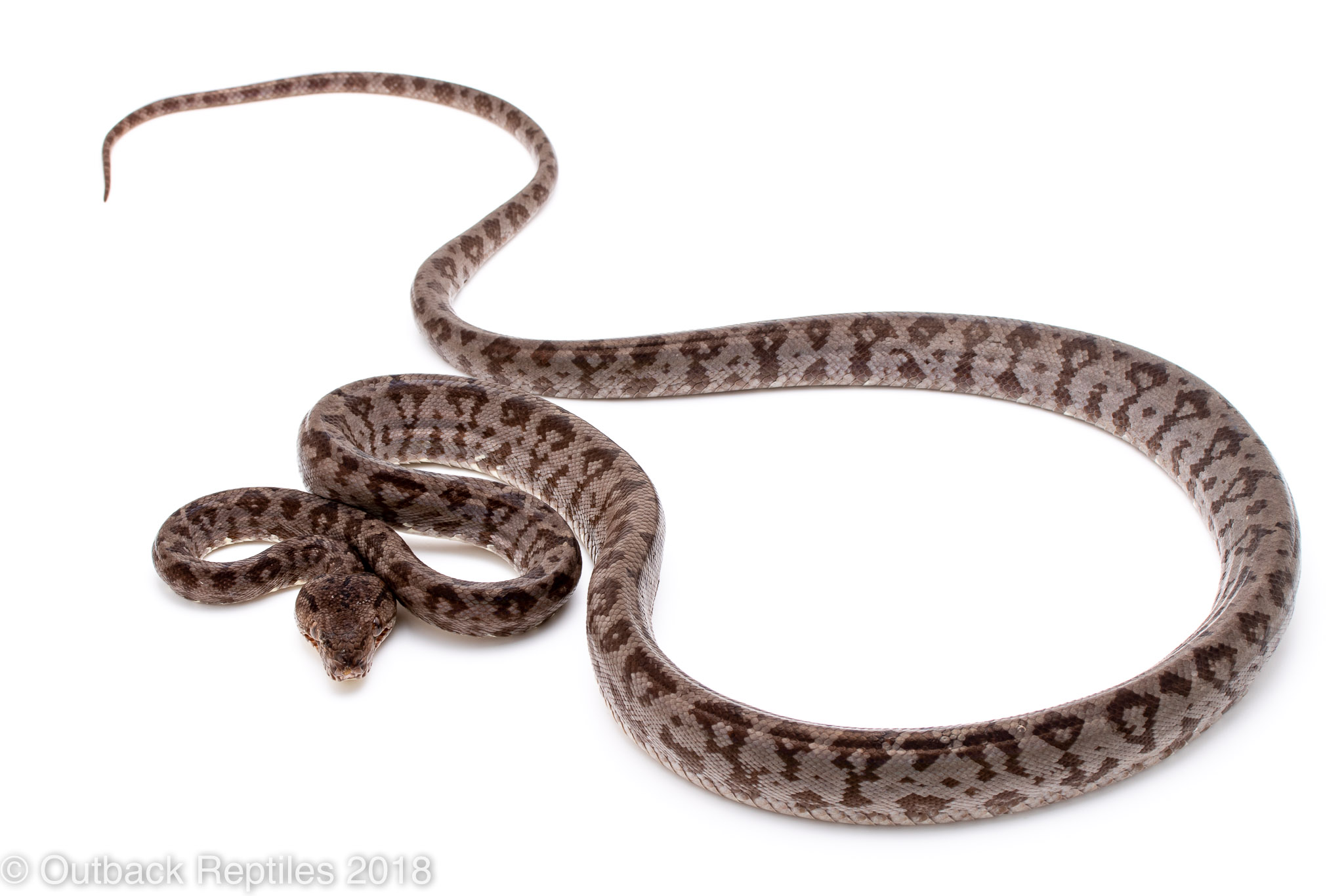 amazon grey female | Outback Reptiles