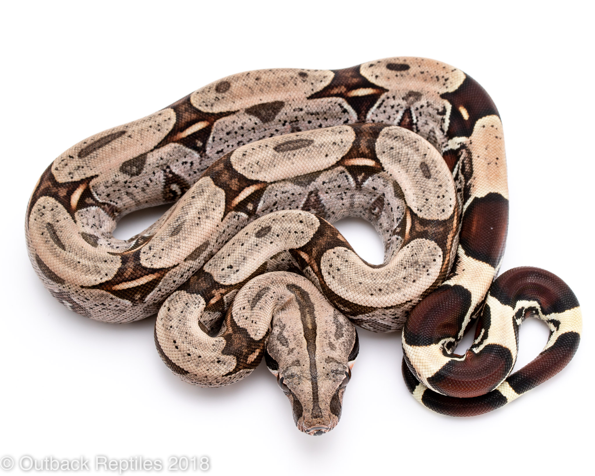 baby Guyana boa female 1 | Outback Reptiles