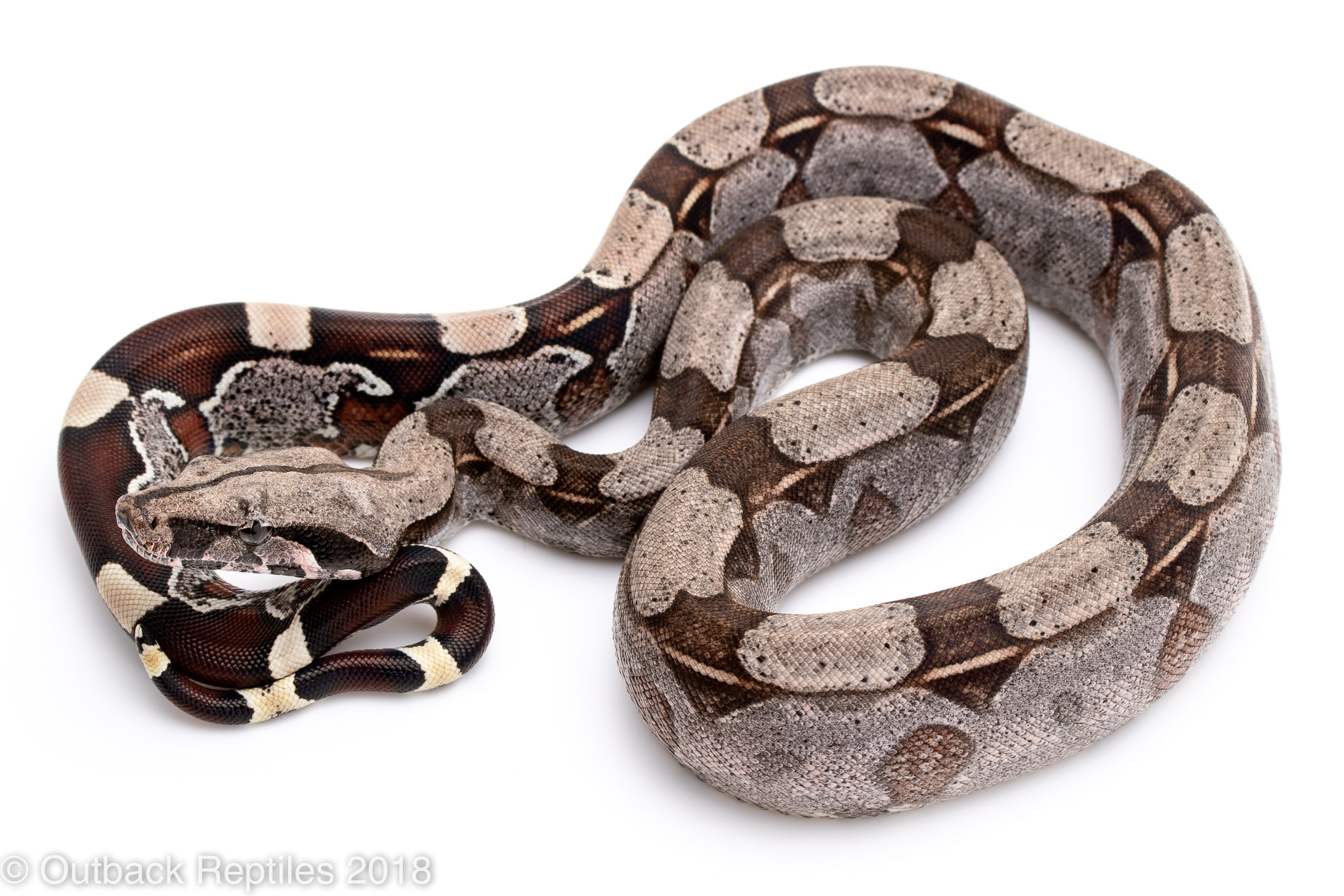 baby Guyana boa female 2 | Outback Reptiles