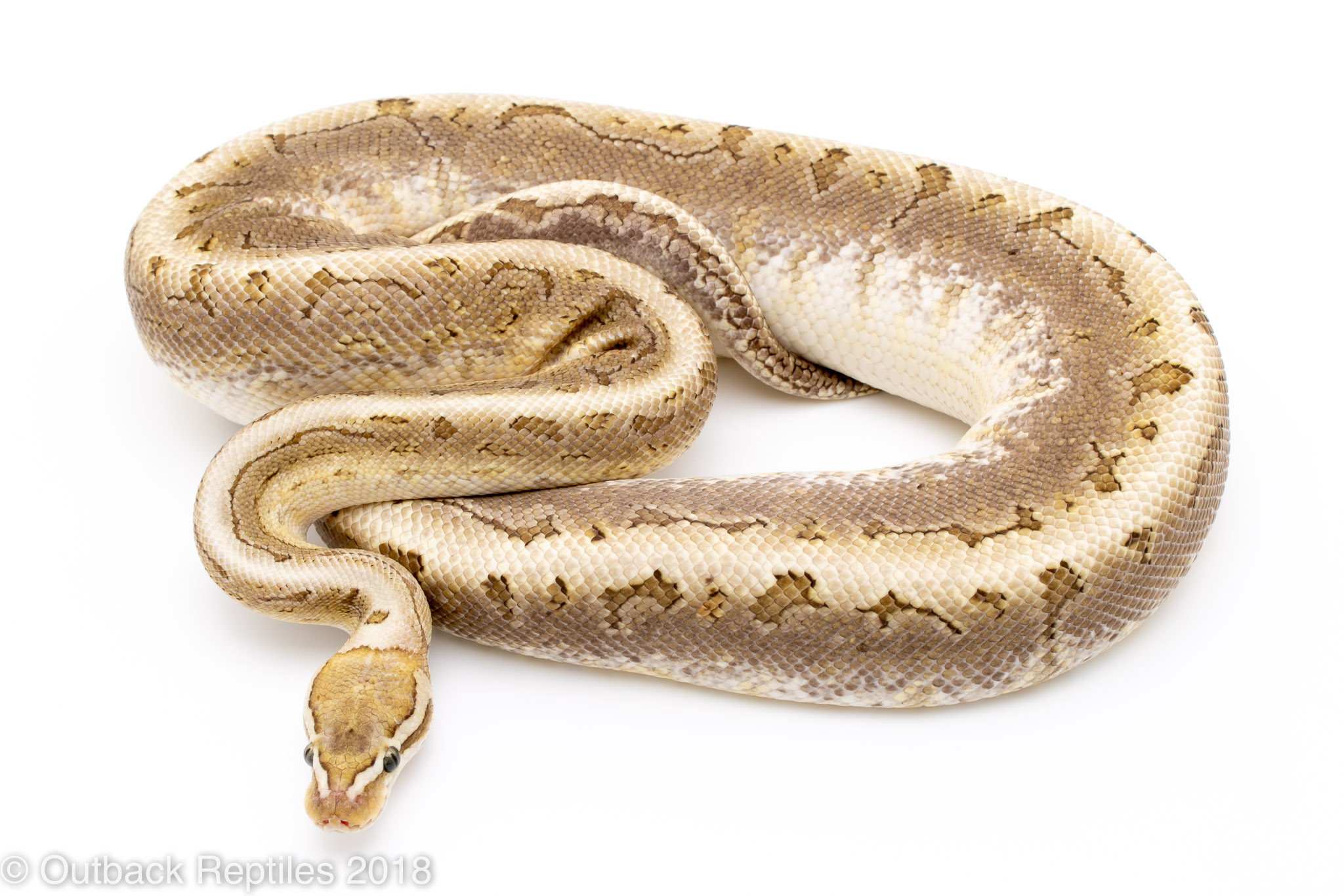 bamboo pinstripe | Outback Reptiles