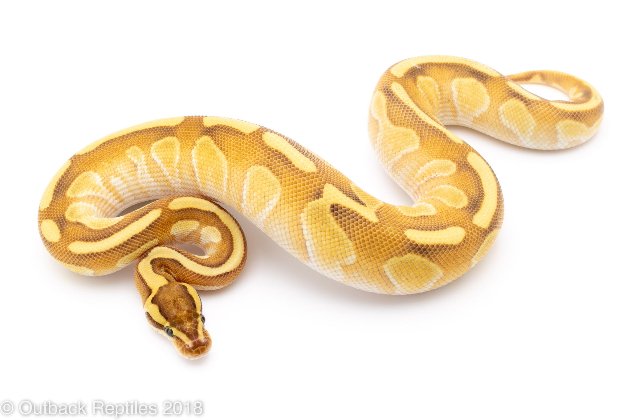 butter fire enchi | Outback Reptiles