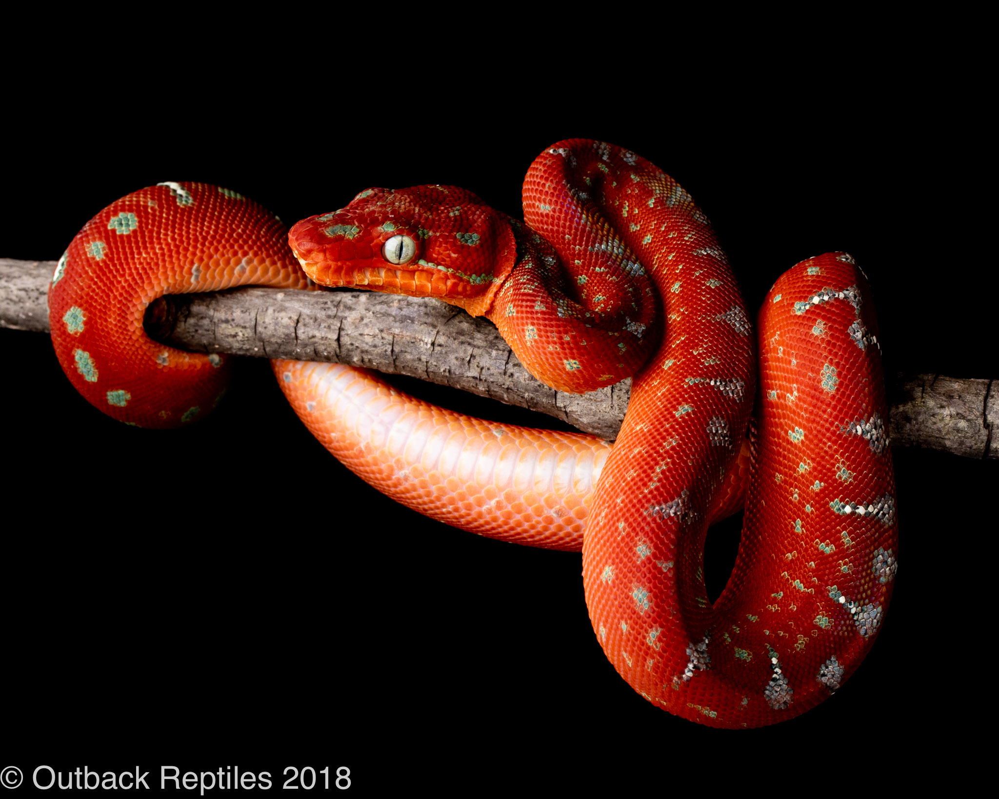 emerald 2 male | Outback Reptiles