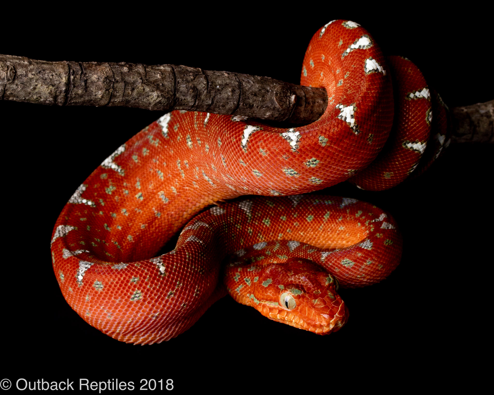 emerald 3 male | Outback Reptiles