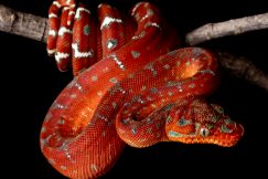 The Truth About Sub Saharan / Volta Ball Pythons | Outback Reptiles