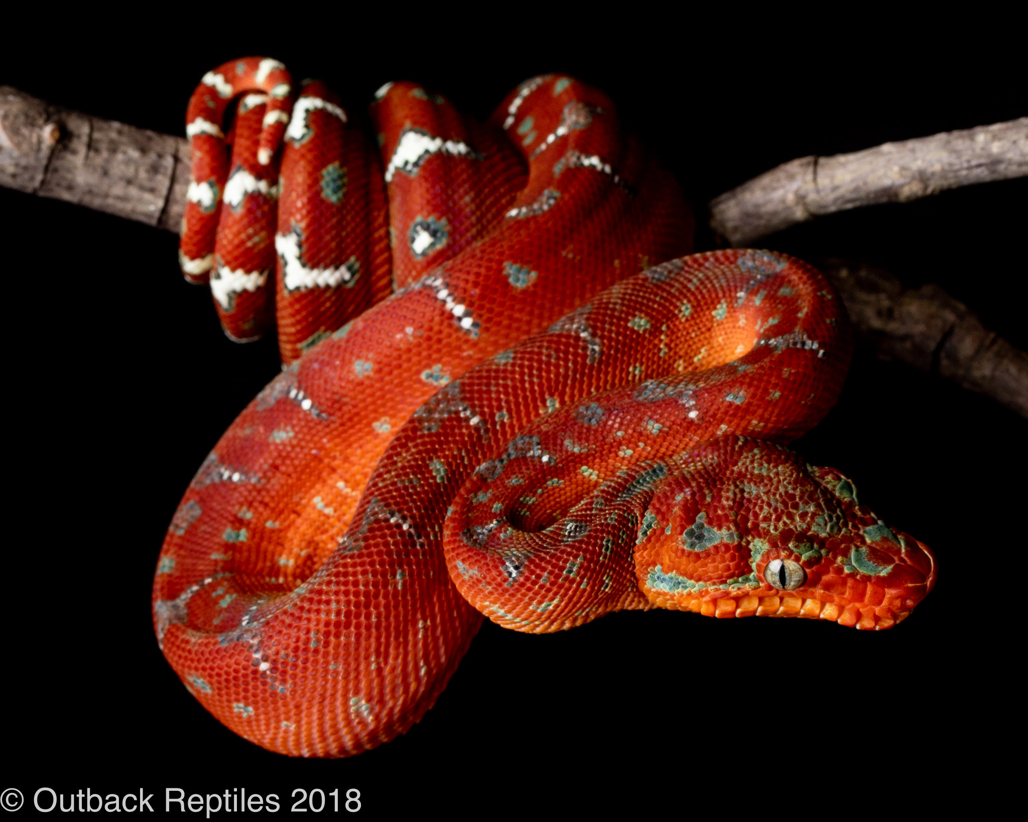 emerald 4 male | Outback Reptiles