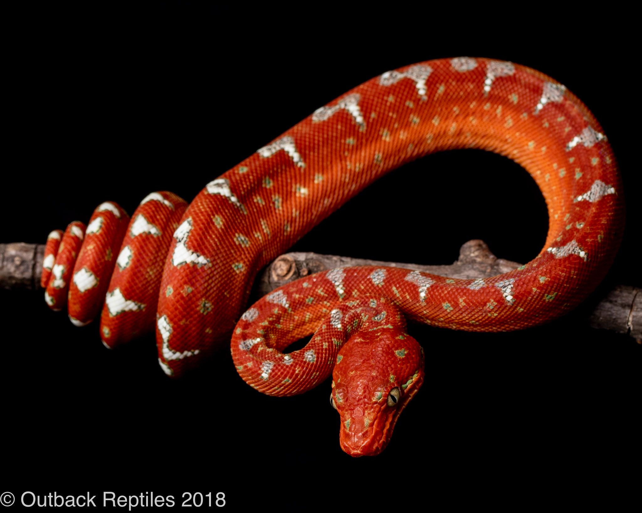 emerald 5 female | Outback Reptiles