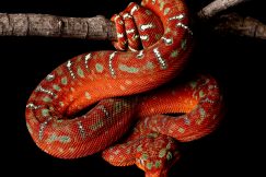 The Truth About Sub Saharan / Volta Ball Pythons | Outback Reptiles