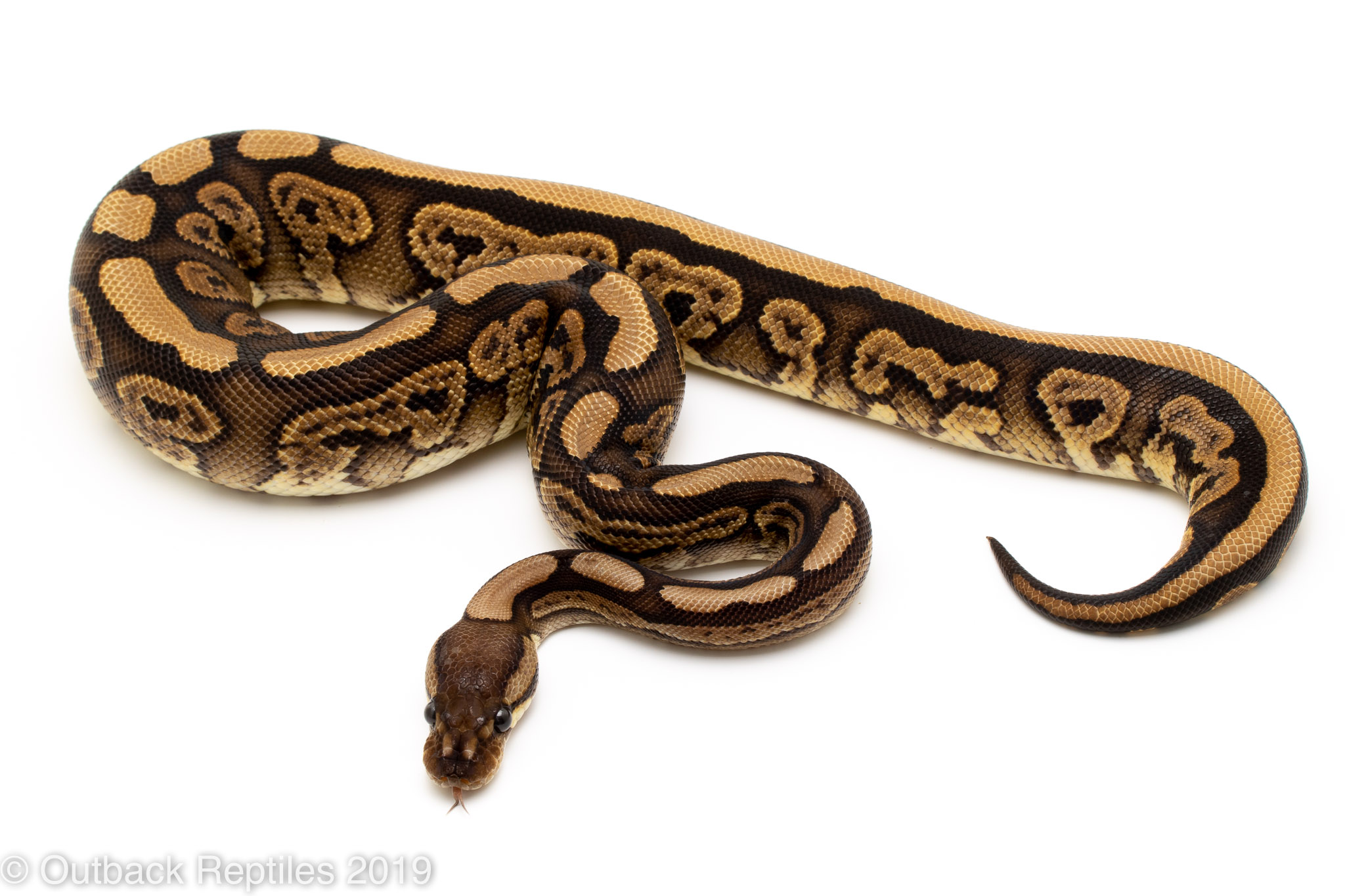 Black Pastel Red Stripe poss het Clown female | Outback Reptiles