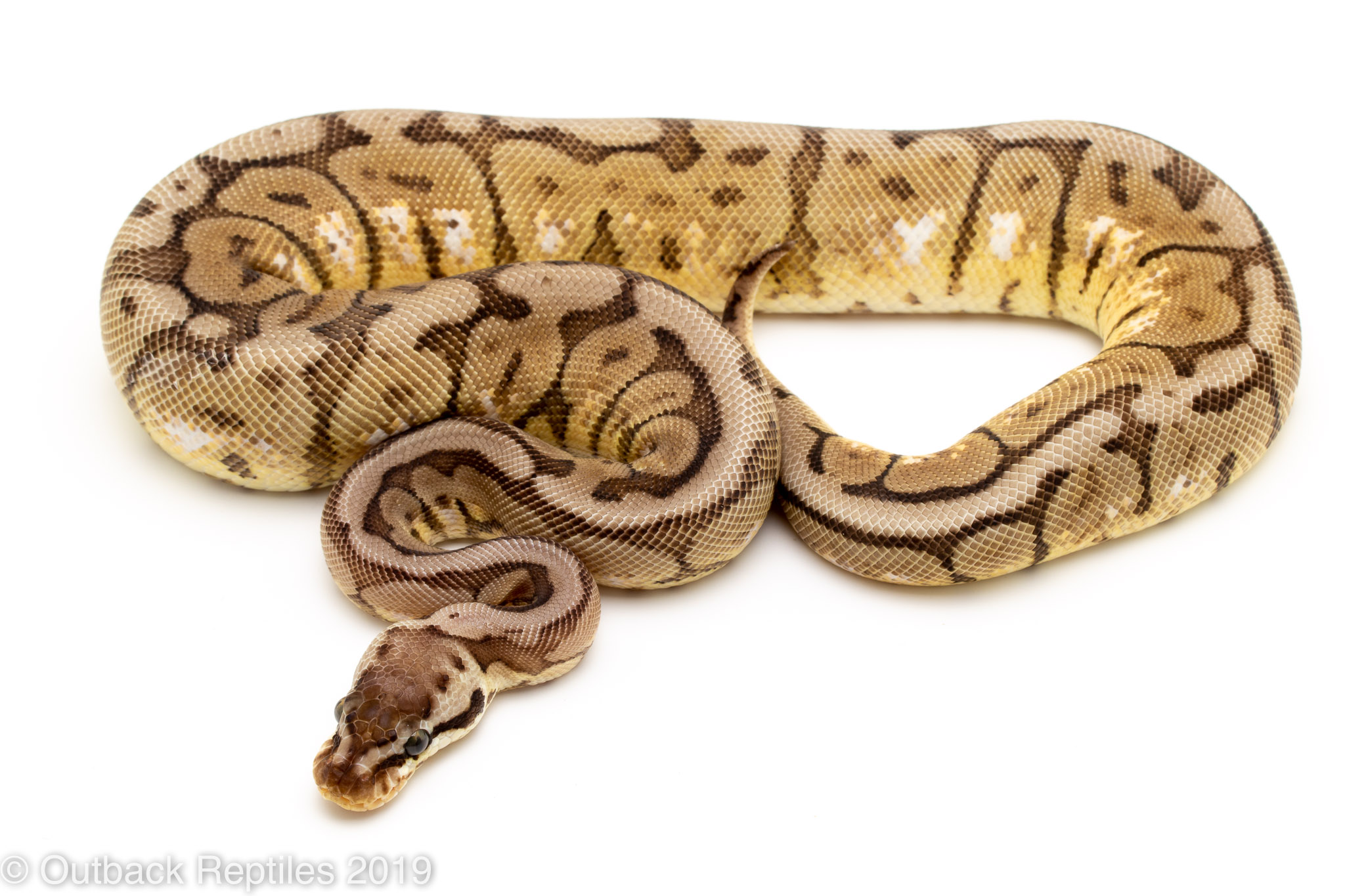 Black Bee Ball Python