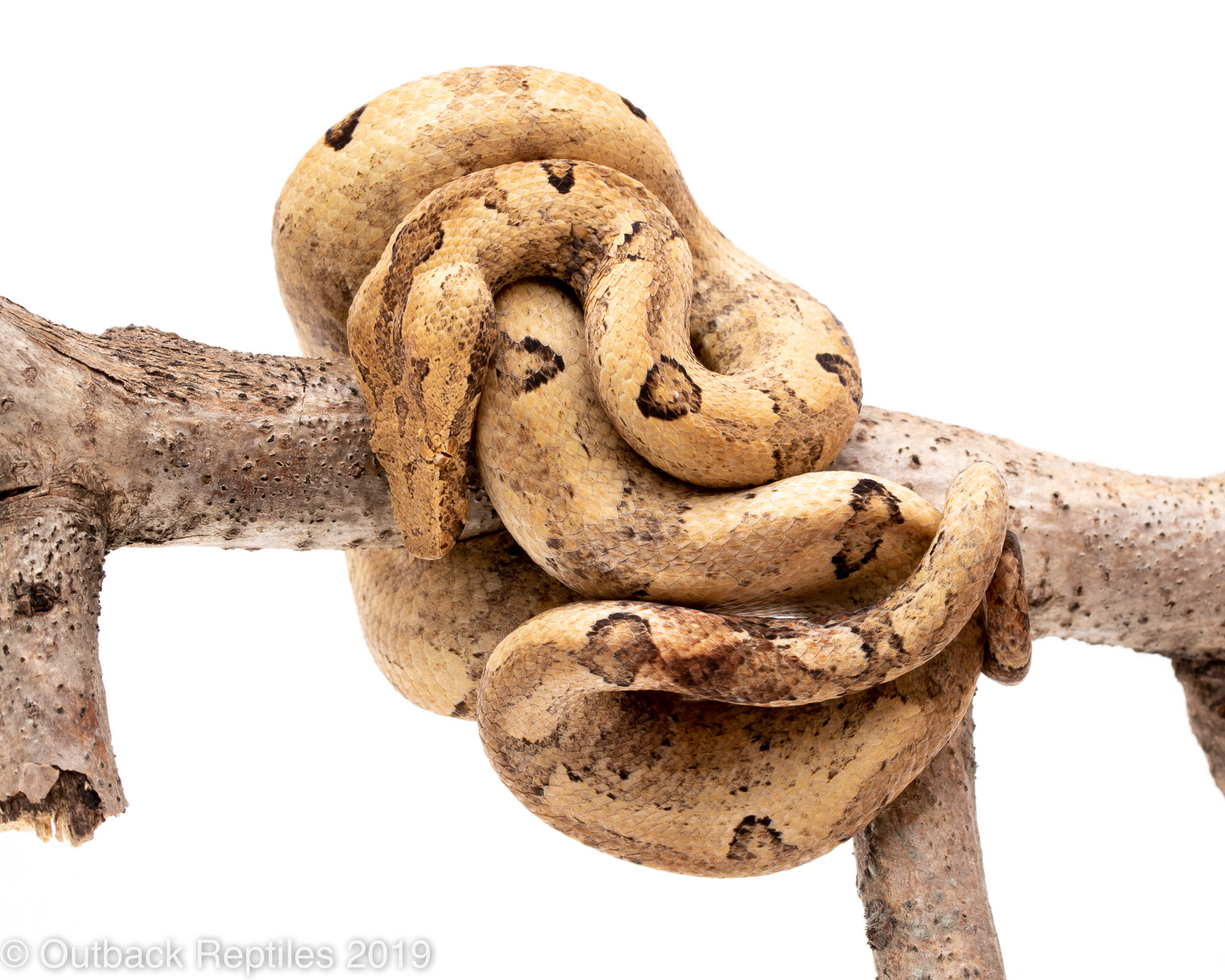 Tan indo tree boa female | Outback Reptiles