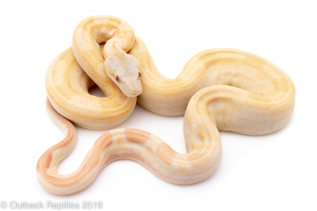 albino motley boa | Outback Reptiles