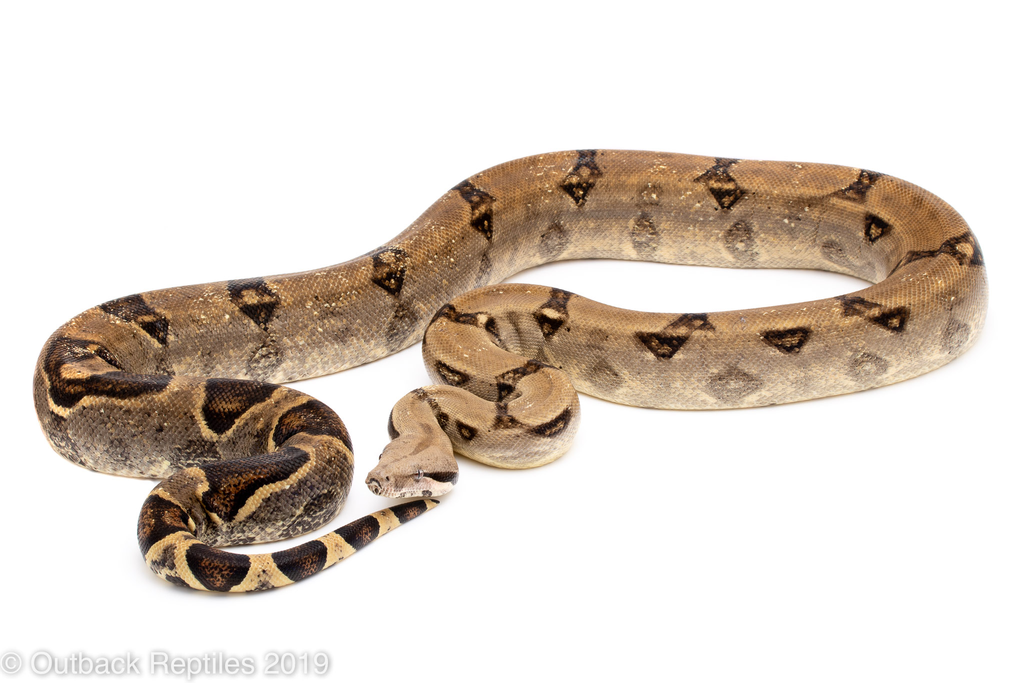 calico paradox boa | Outback Reptiles